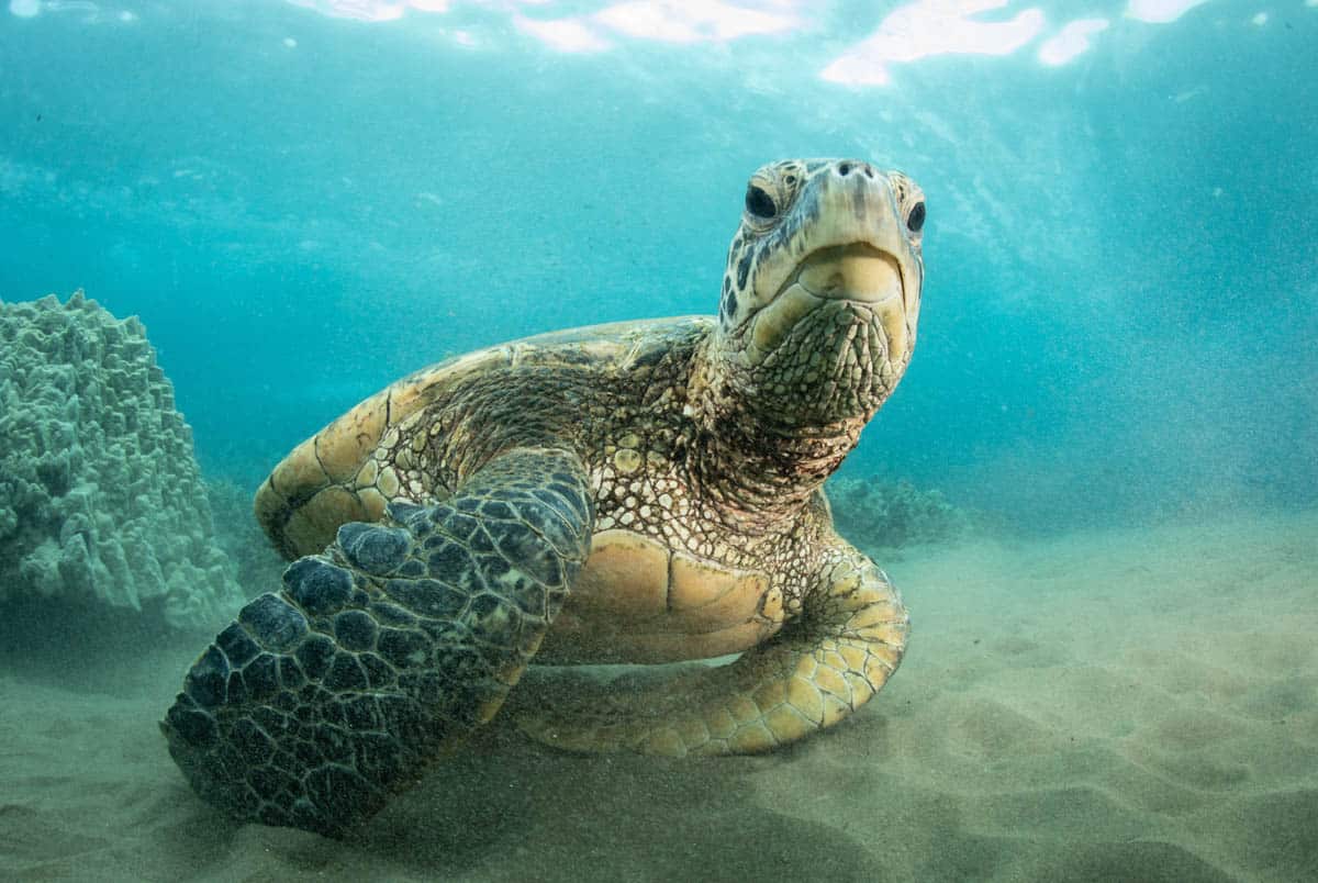 Best Time to Snorkel Turtle Canyon – Seasons, Weather & Time of Day ...